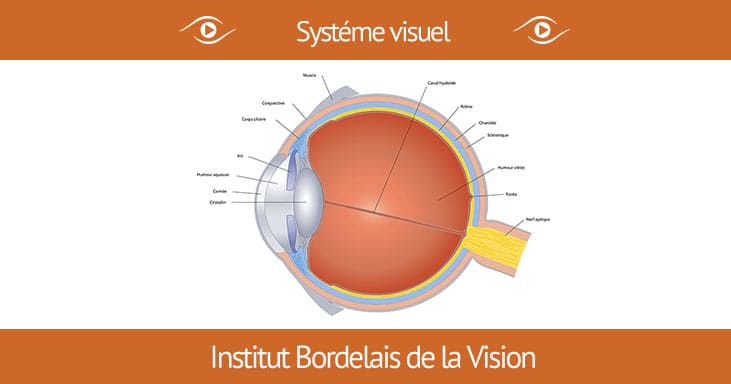 Système visuel : anatomie et fonctionnement de l’œil | Institut ...